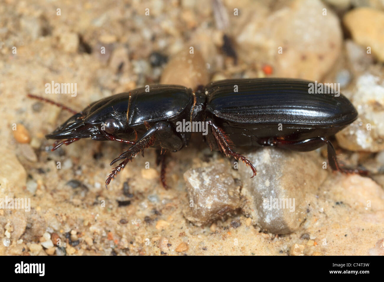 Scarab beetle (Scarites subterraneus) on ground Stock Photo - Alamy