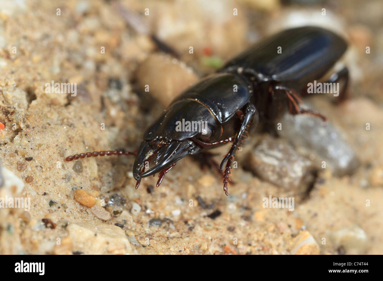 Scarab beetle (Scarites subterraneus) on ground Stock Photo - Alamy