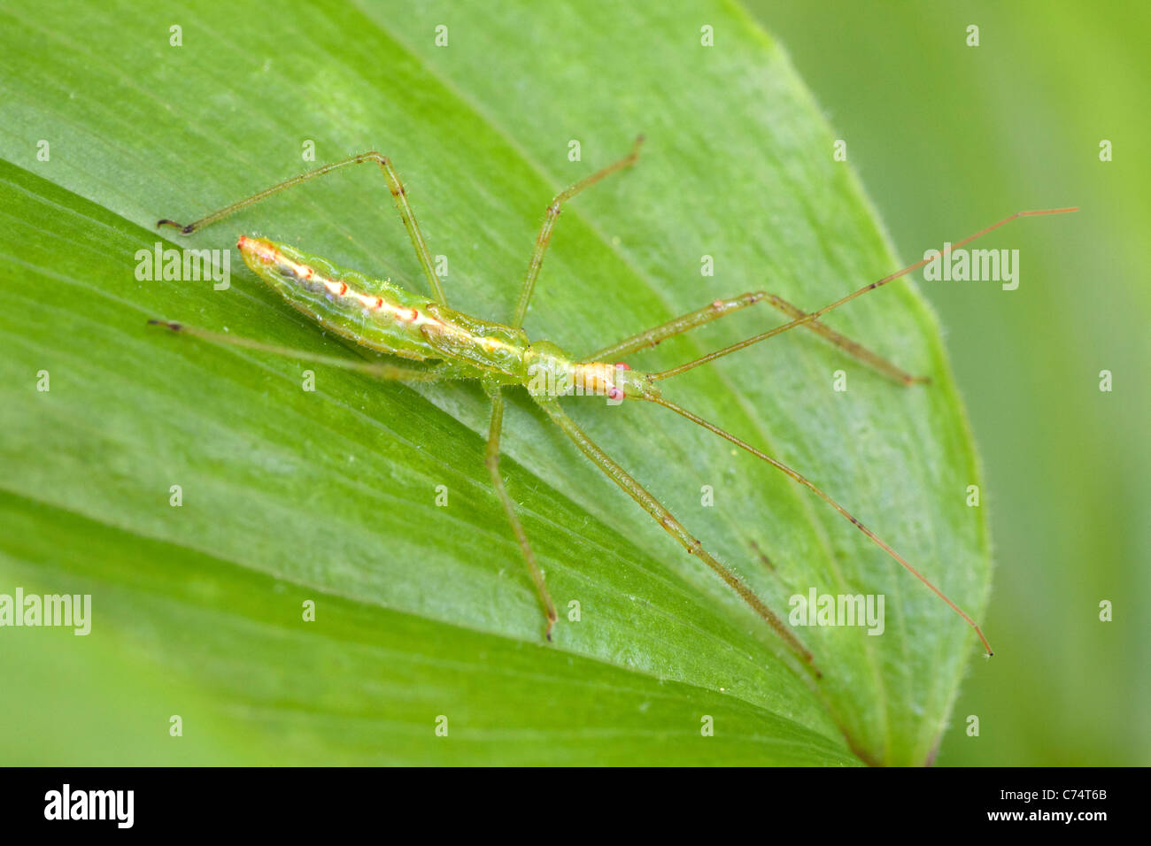 Assassin bug nymph hi-res stock photography and images - Alamy