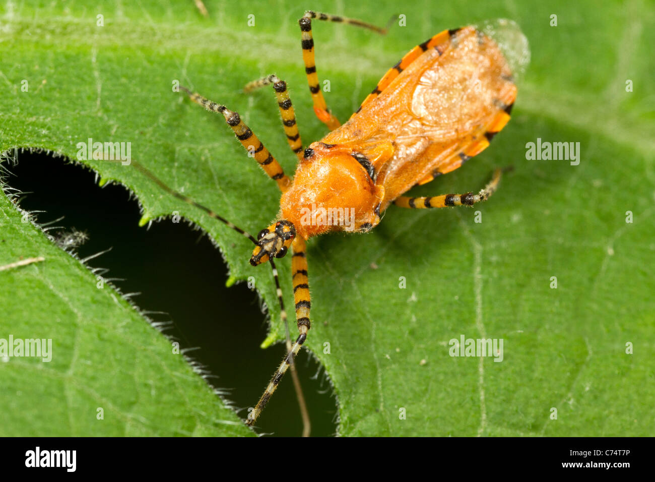 Assassin bug (Pselliopus barberi Stock Photo - Alamy