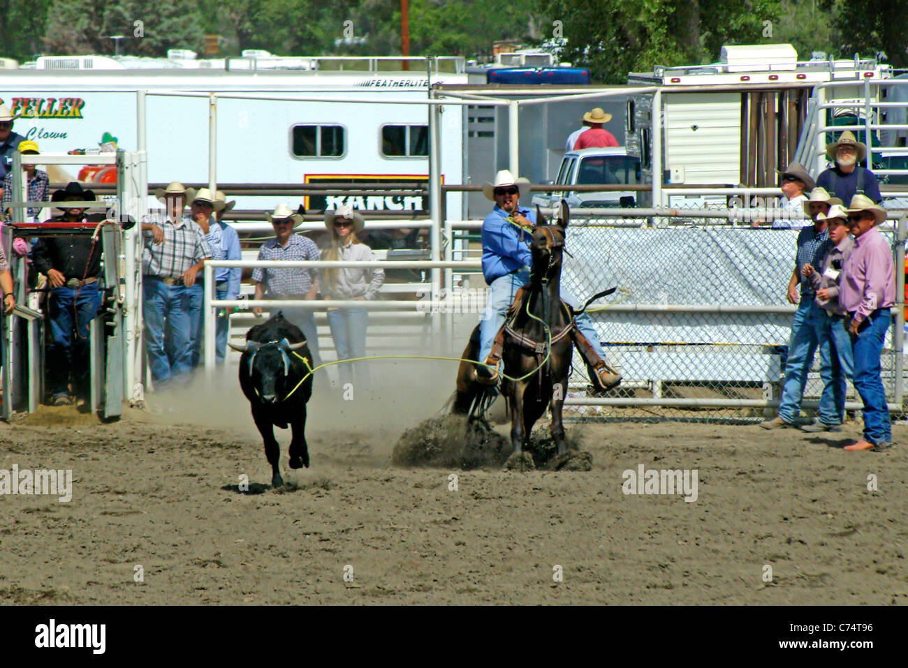 USA, California, Bishop 37th Mule Days, Steer Stopping, Chuck Reid ...