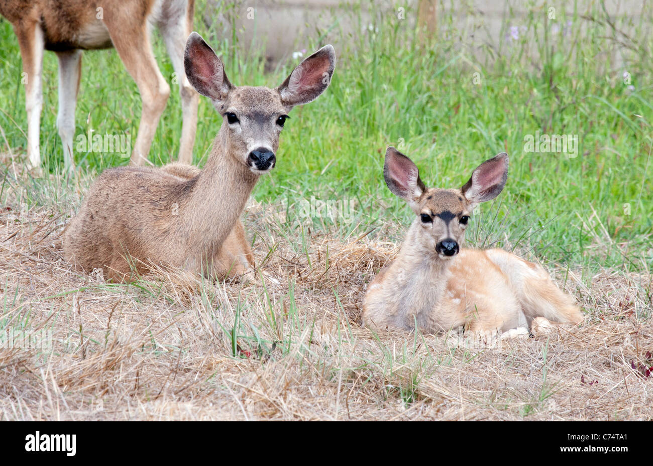 Black tailed Doe and Fawn Stock Photo - Alamy