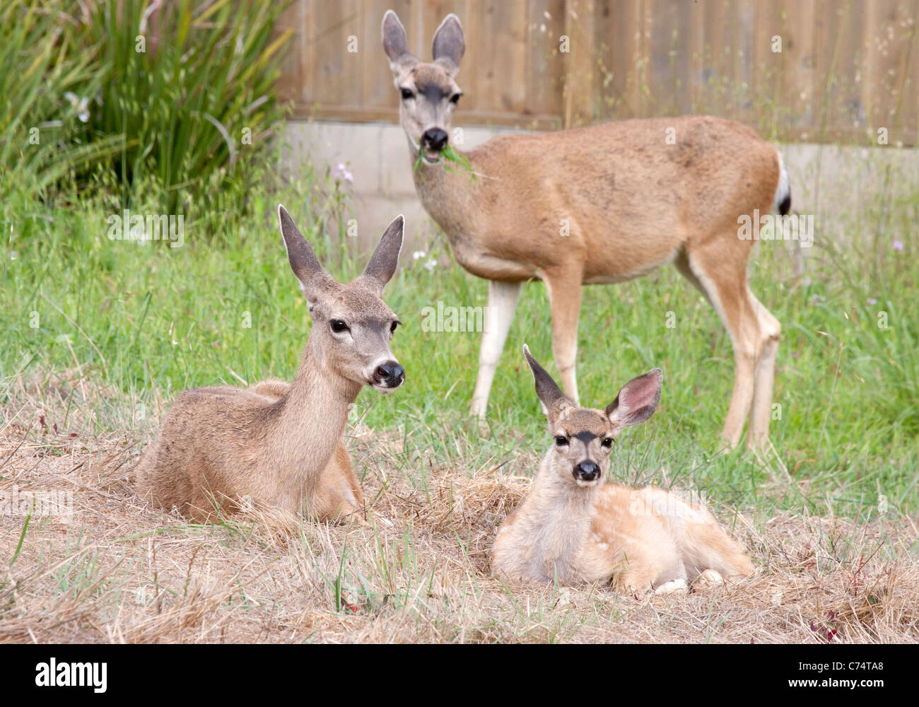 Black tailed Doe and Fawn Stock Photo - Alamy