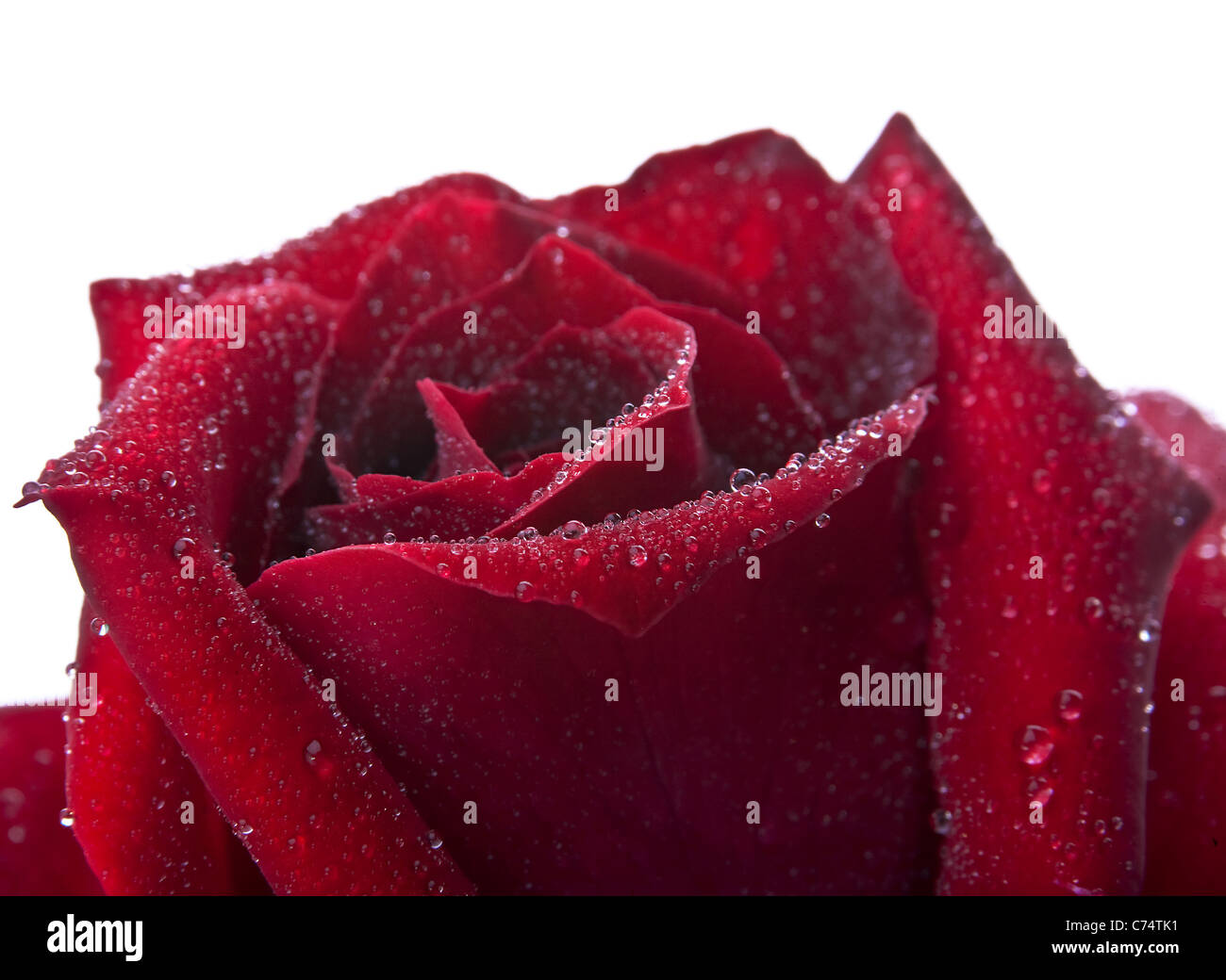 Red rose flower closeup with water drop Stock Photo - Alamy