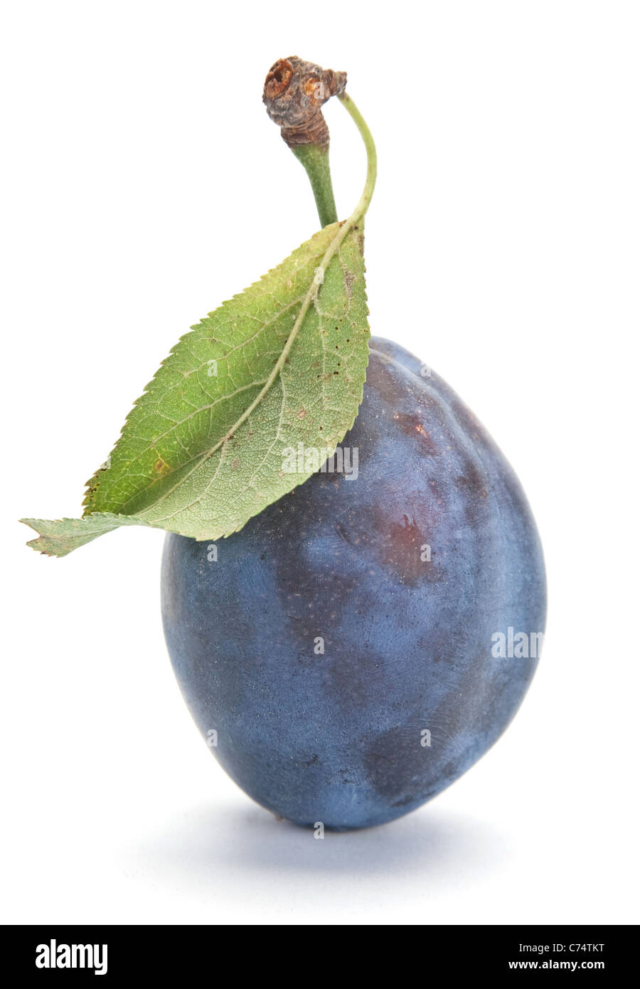 Blue ripe plum fruit closeup isolated on white Stock Photo - Alamy