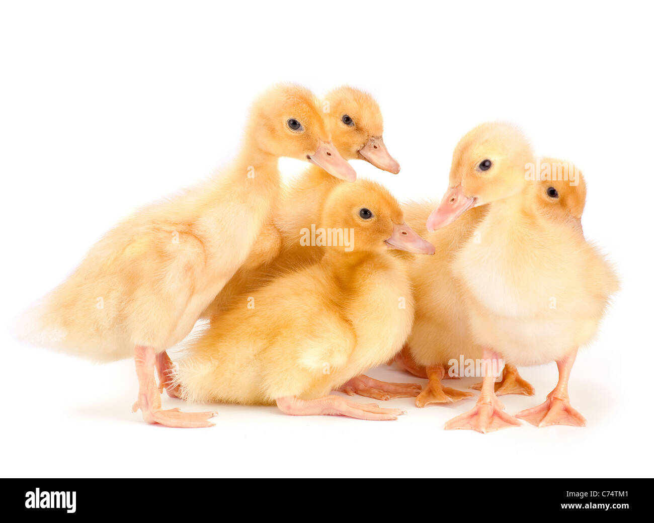 Group yellow baby duck on white background Stock Photo - Alamy