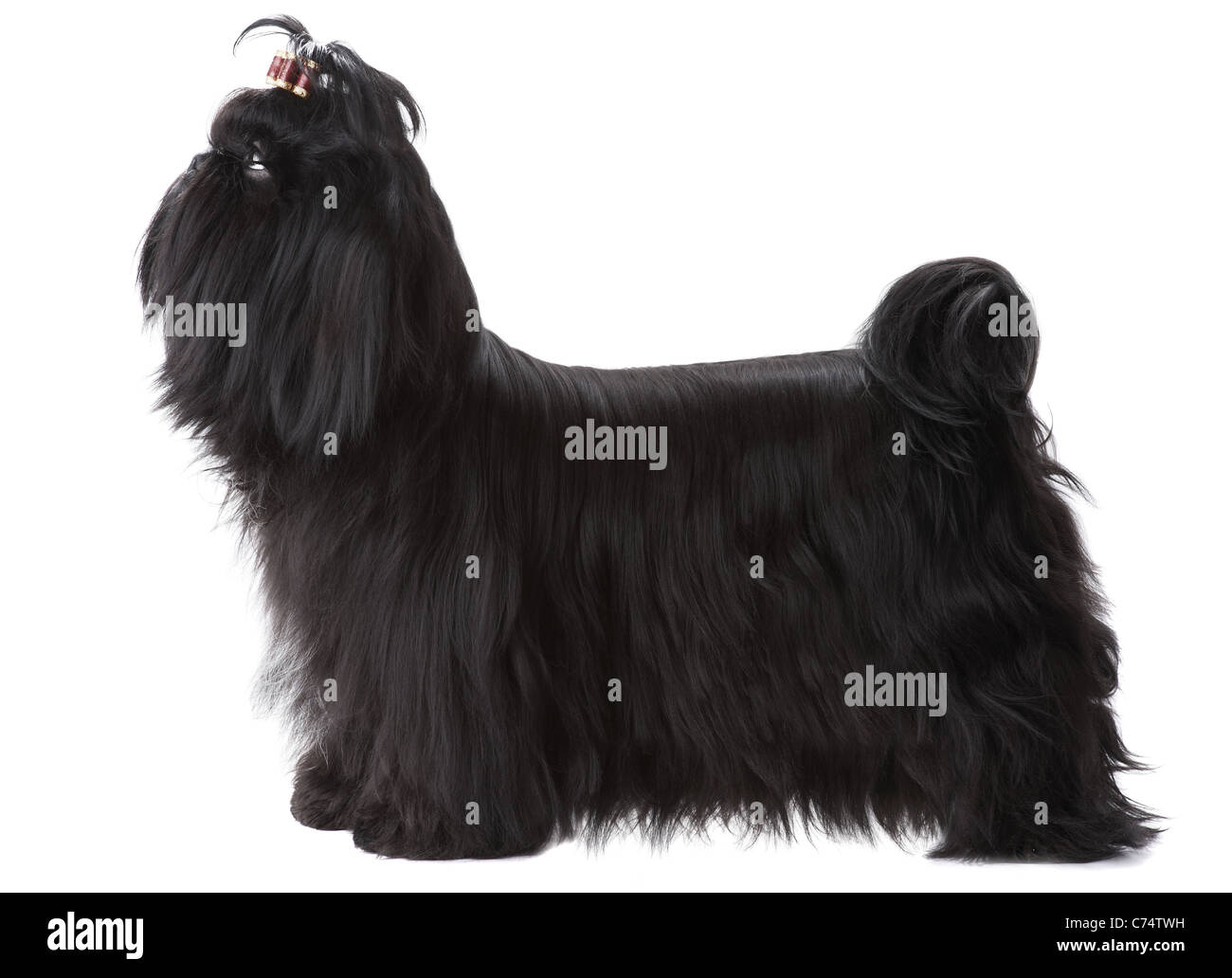 Portrait of Shih Tzu dog isolated on white Stock Photo - Alamy