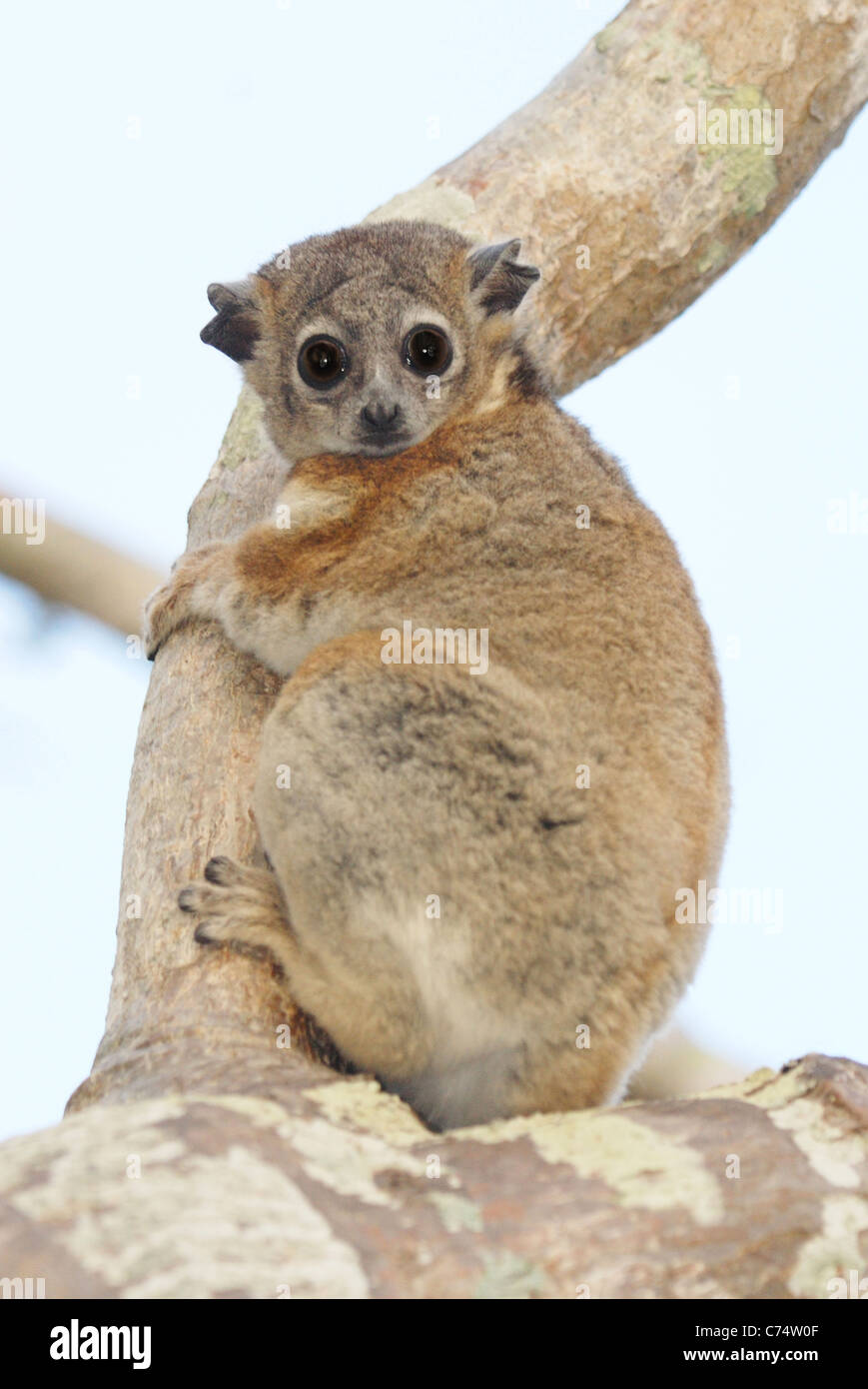 Reniala hi-res stock photography and images - Alamy