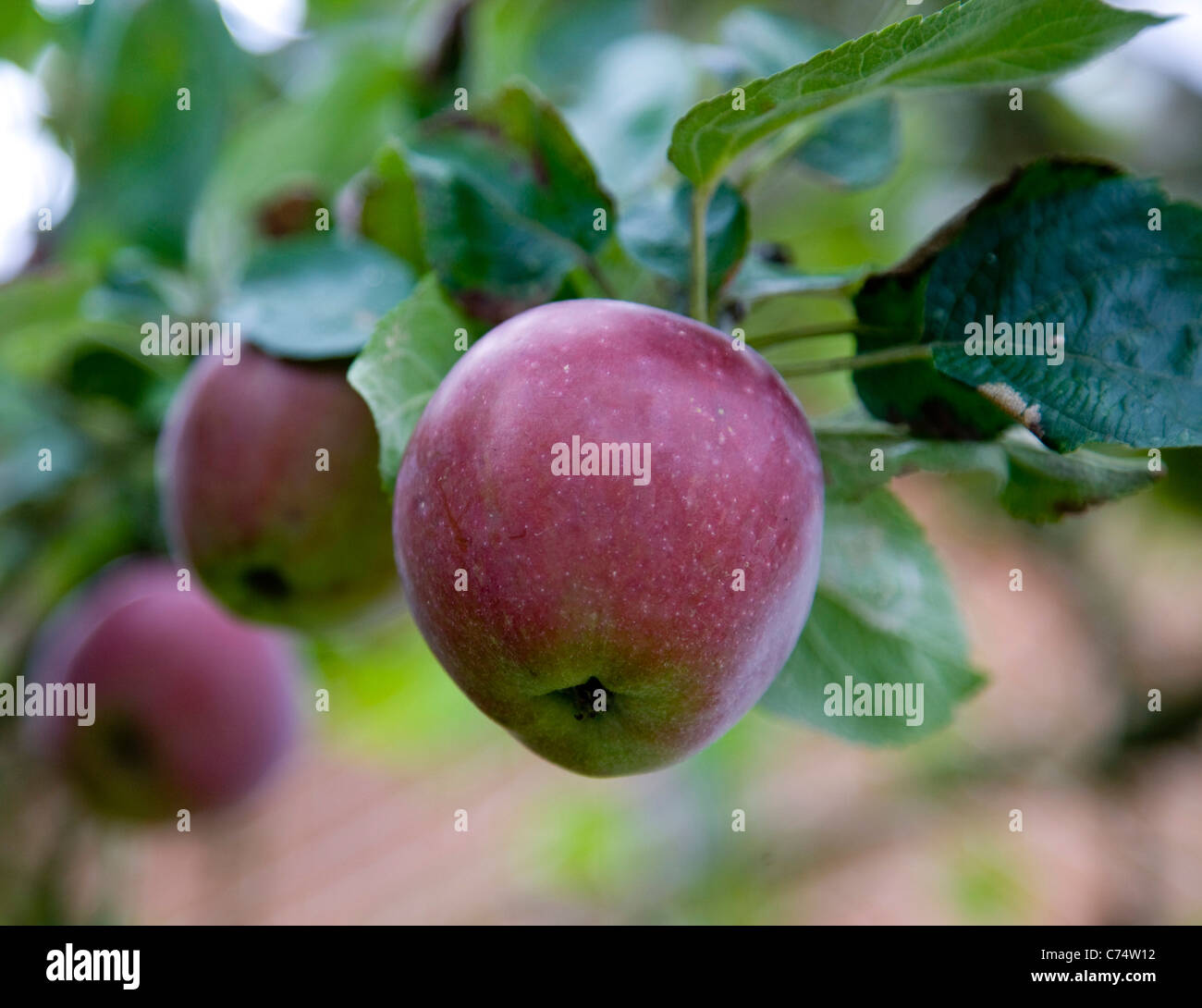 Red apples on a tree Stock Photo - Alamy