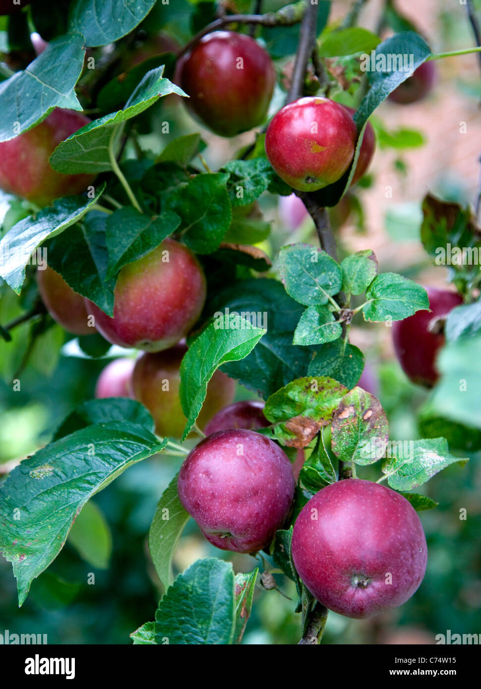 Red apples on a tree Stock Photo - Alamy