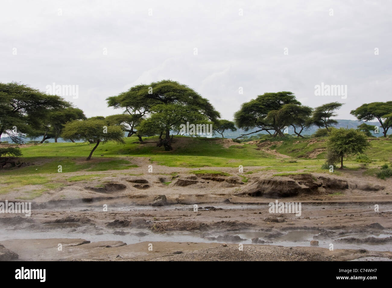 Ziway park, Ethiopia Stock Photo - Alamy