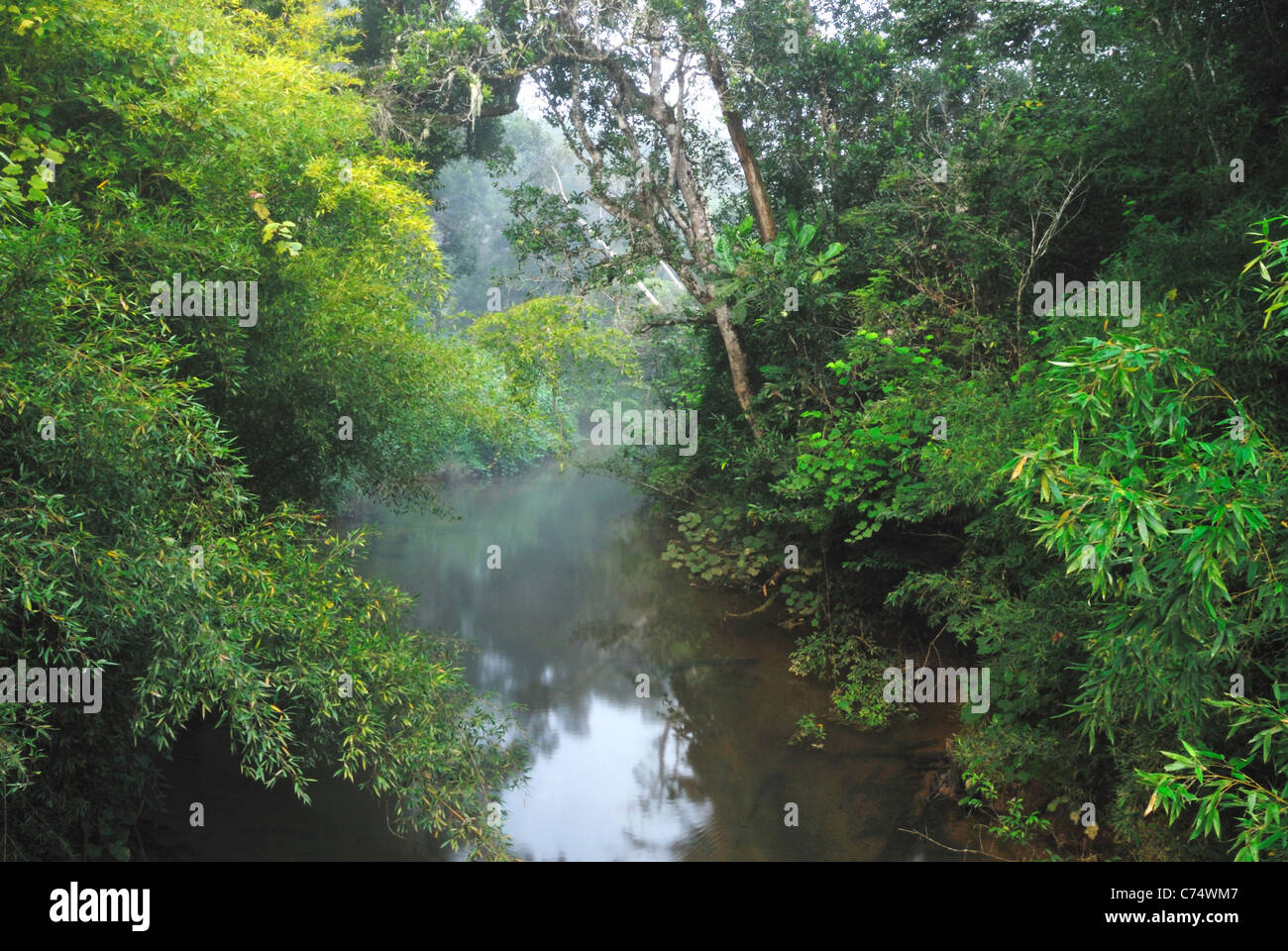 Primary Rainforest in Andasibe-Mantadia National Park, eastern ...