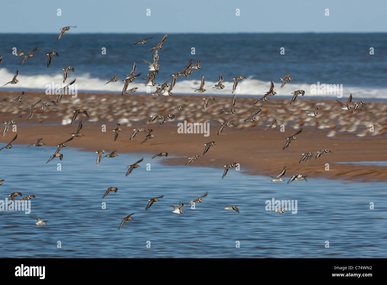 Ringed Plovers Charadrius hiaticula flock in flight Stock Photo - Alamy