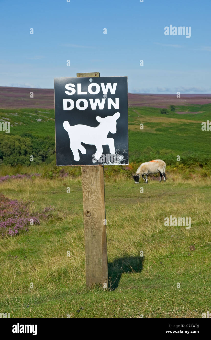 Slow down warning sign due to sheep roaming on road in summer North ...