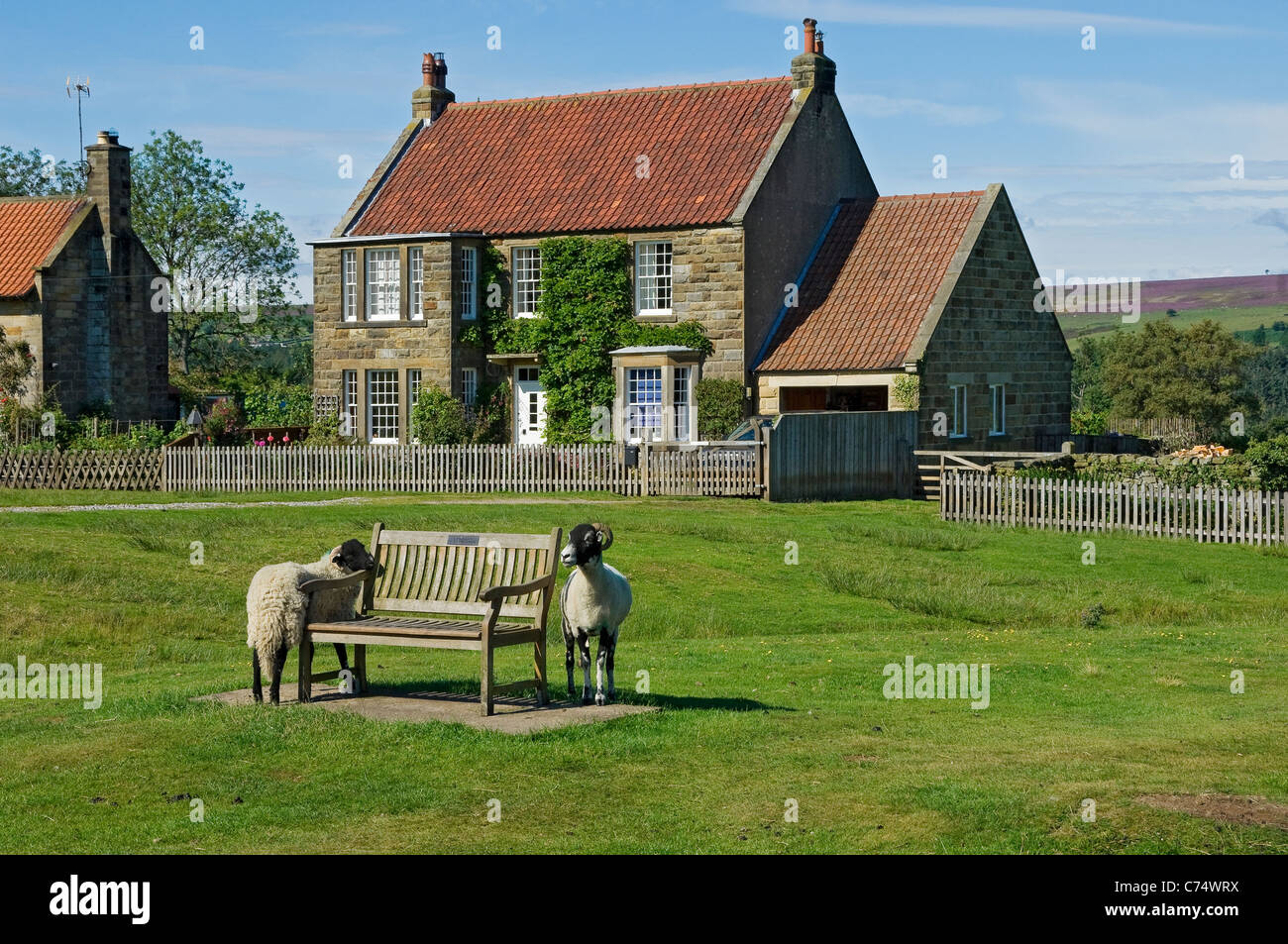Sheep roaming on the green in summer Goathland village North York Moors ...