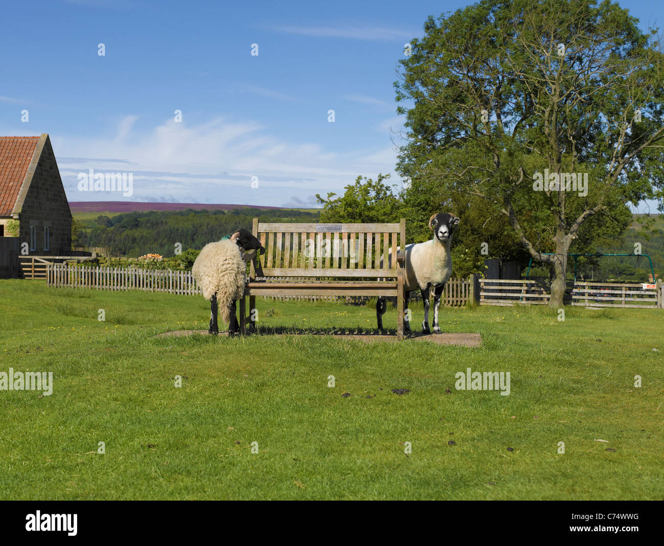 Sheep seat hi-res stock photography and images - Alamy