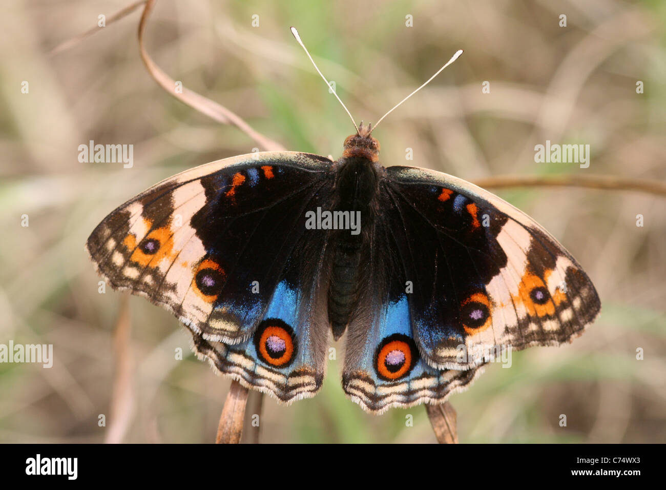 Blue Pansy Junonia orithya Stock Photo - Alamy