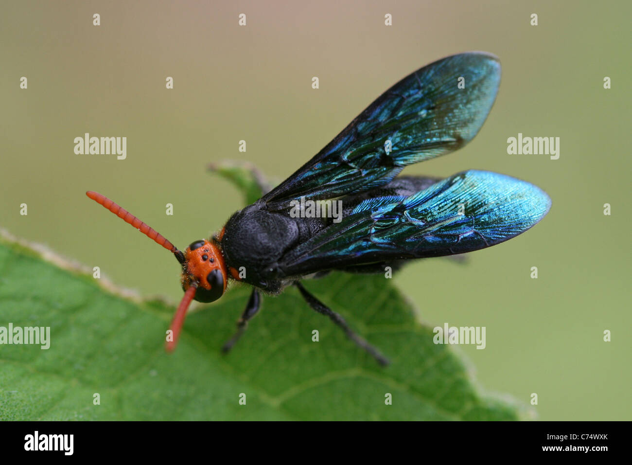 Indonesia insects hi-res stock photography and images - Alamy