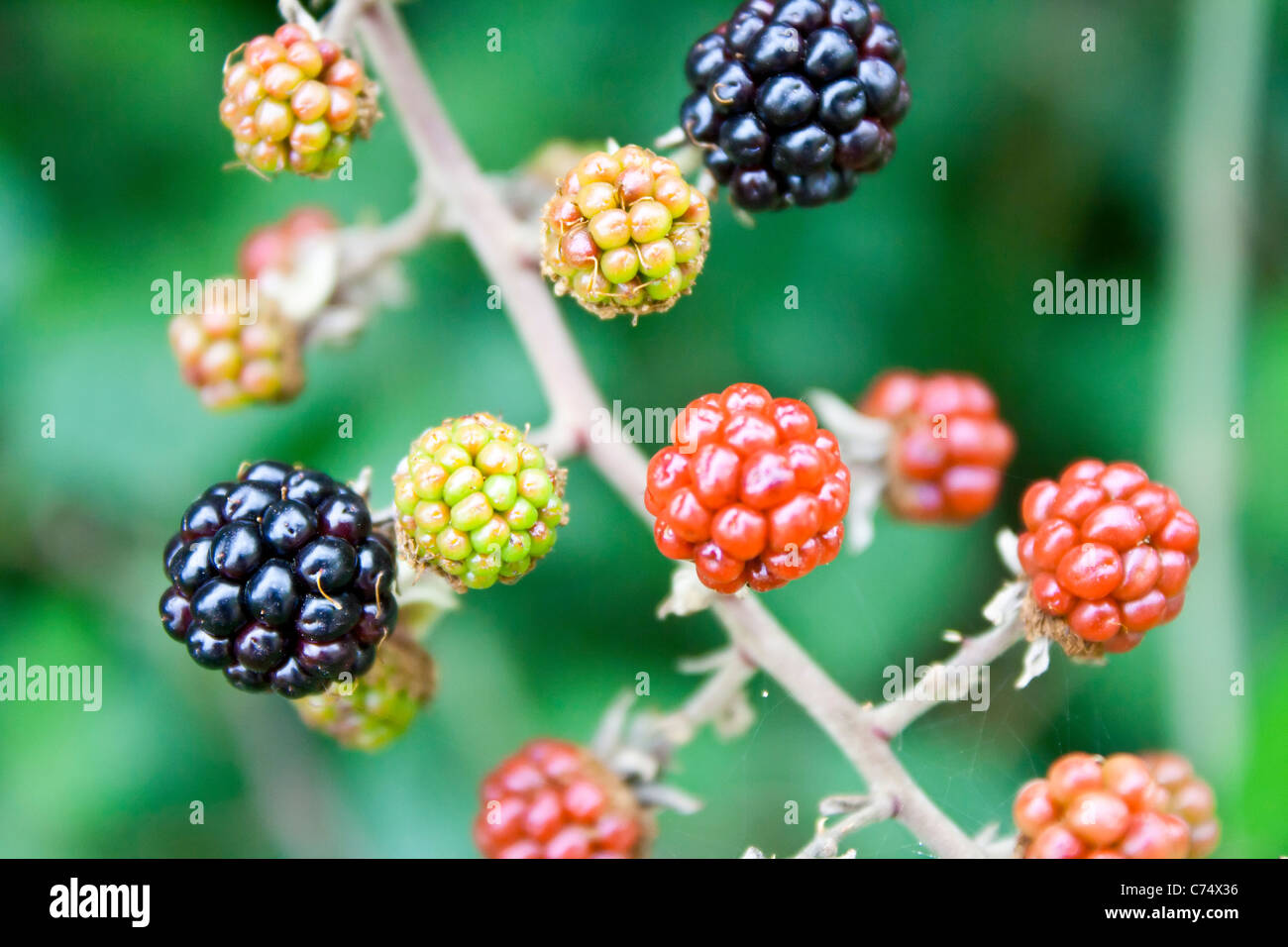 Blackberries on a tree in different colors Stock Photo - Alamy