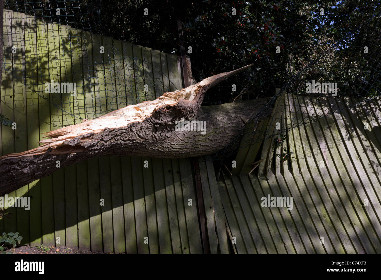 Fallen tree branch that has split and crushed a rear garden fence after ...