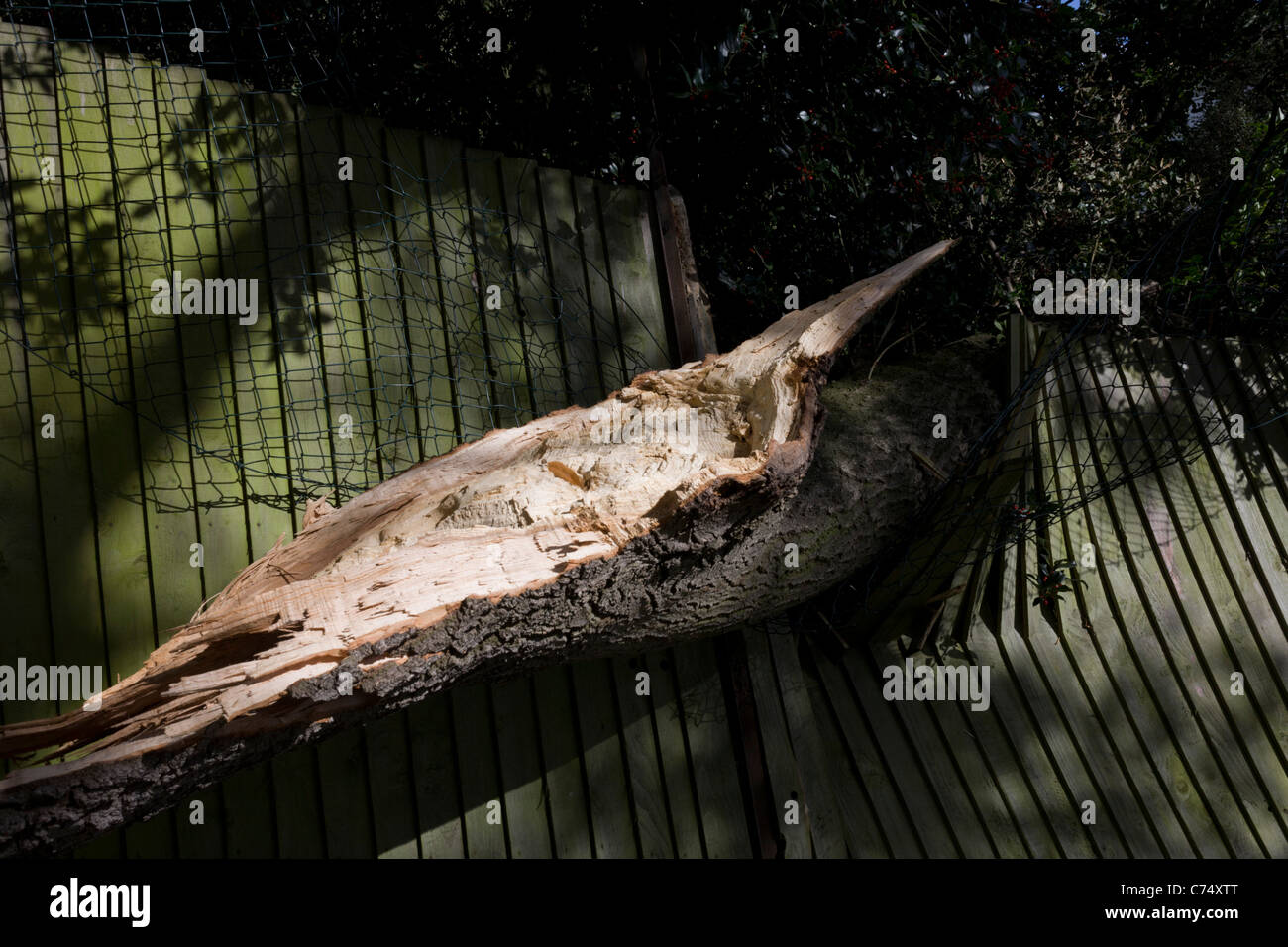 Fallen tree branch that has split and crushed a rear garden fence after ...