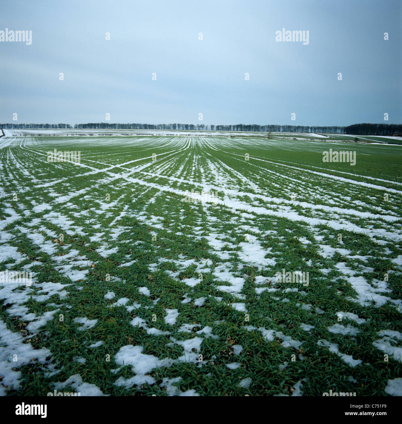 Overwintering barley crop with light snow patches, Yorkshire, December ...