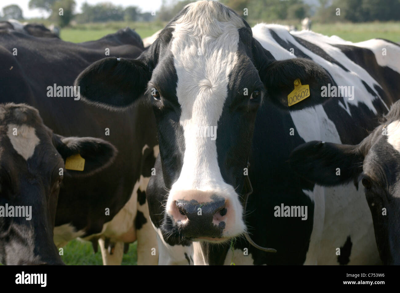 Close up of the head of a Holstein Friesian cow on grass pasture, Devon ...