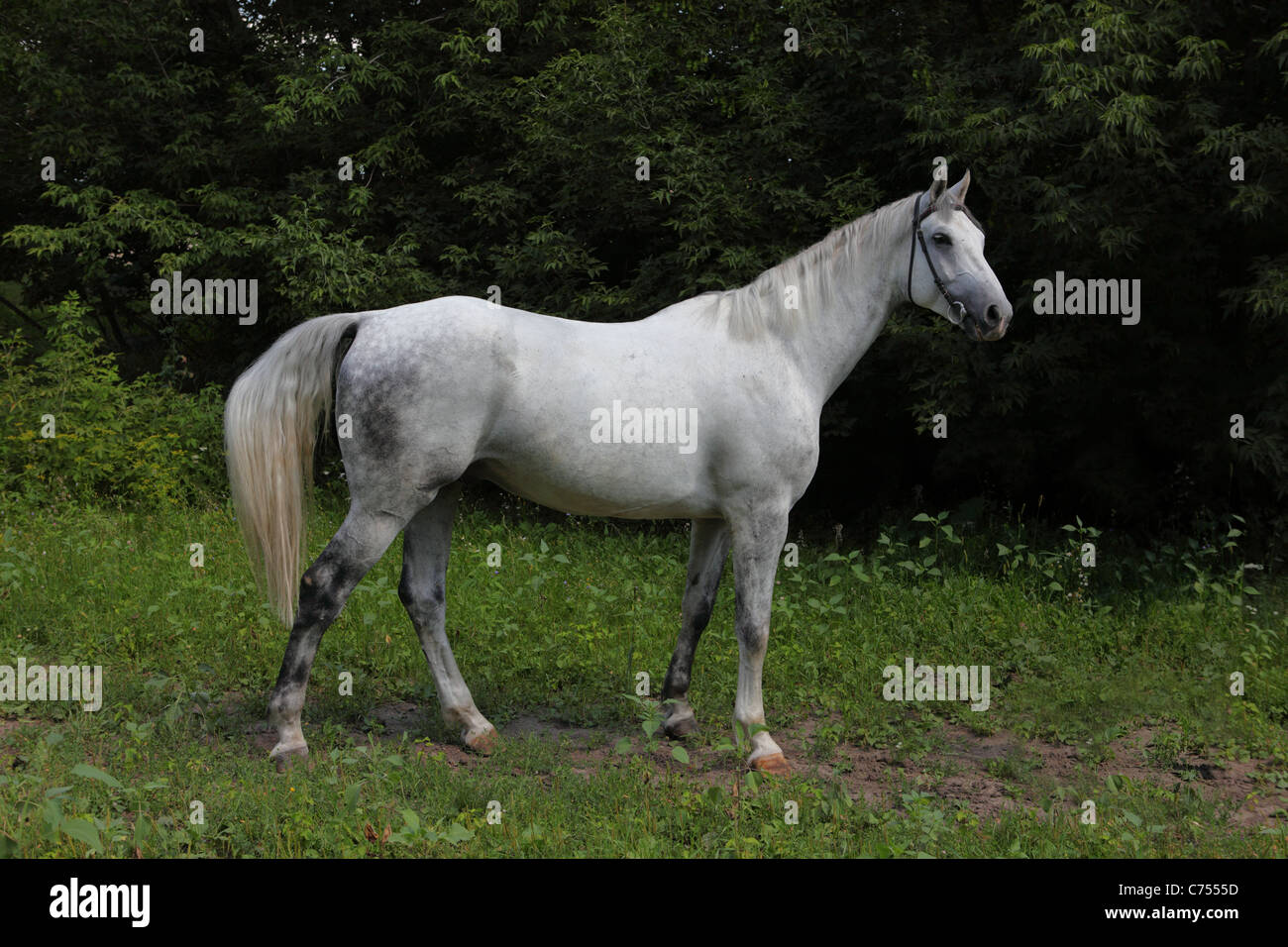 A gray Holstein stallion posing against the tree Stock Photo - Alamy