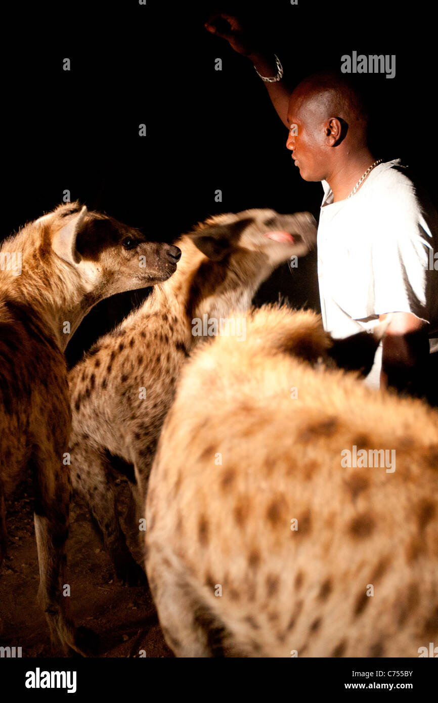 The Hyena Man feeding hyenas near Sanga Gate just outside the city ...