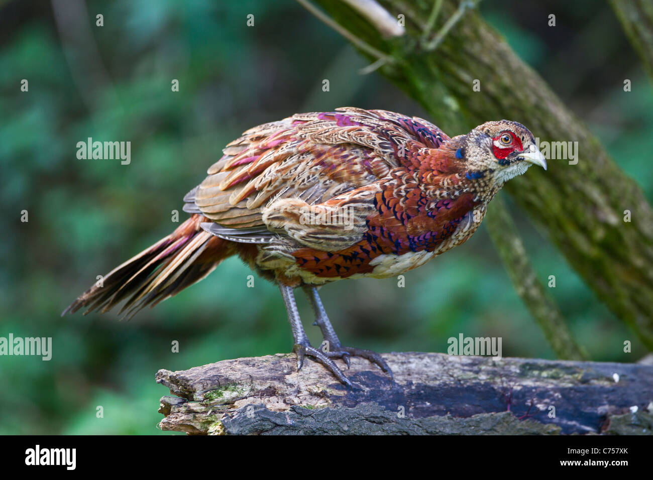Juvenile pheasant hi-res stock photography and images - Alamy