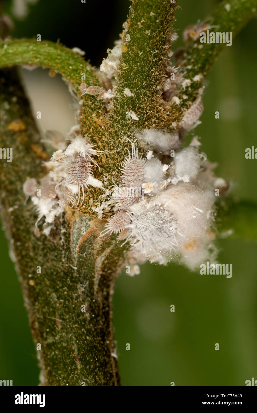Glasshouse Mealybug Pseudococcus Viburni On Conservatory