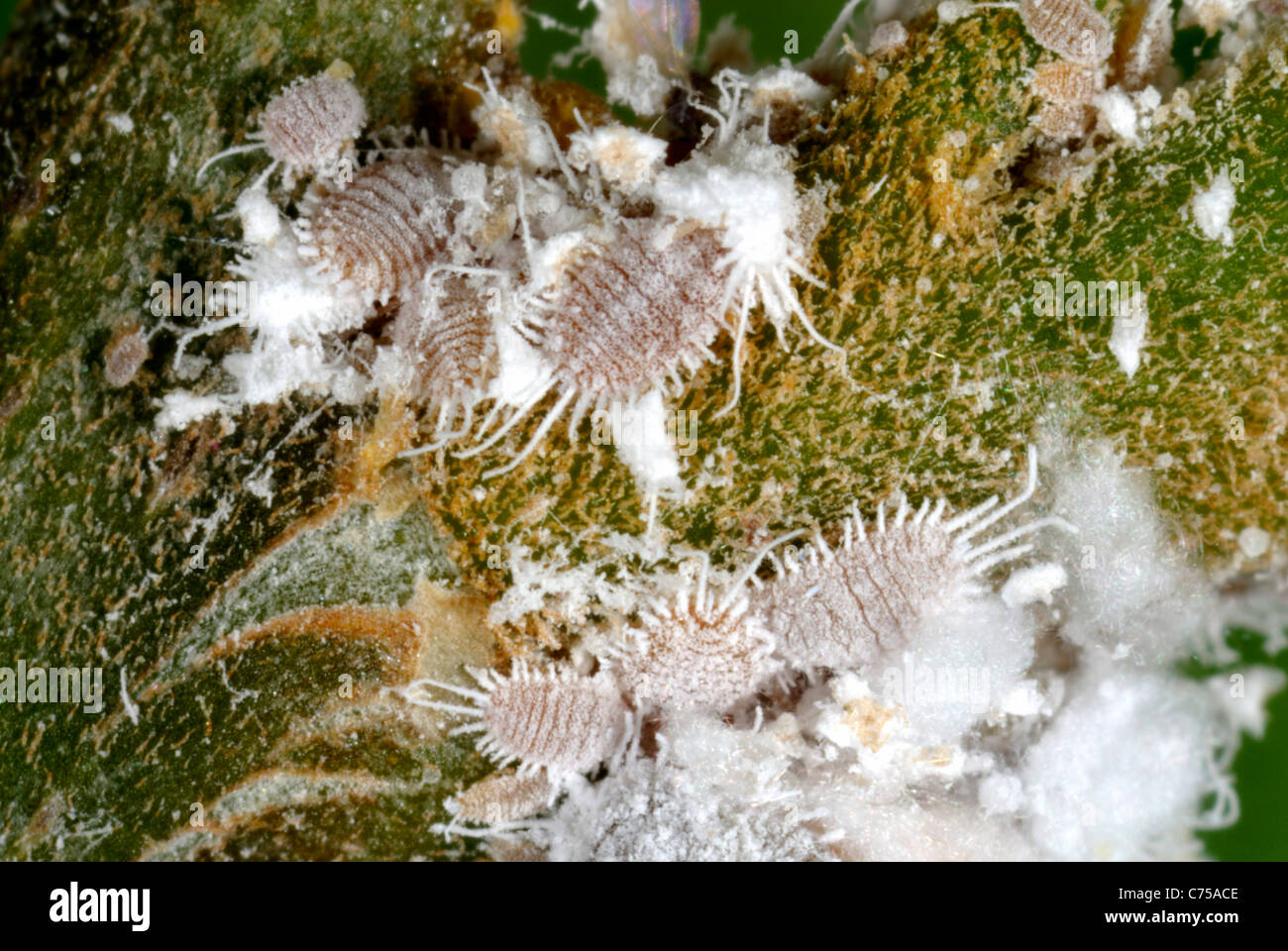 Glasshouse mealybug (Pseudococcus viburni) on conservatory Bougainvillea plant Stock Photo - Alamy