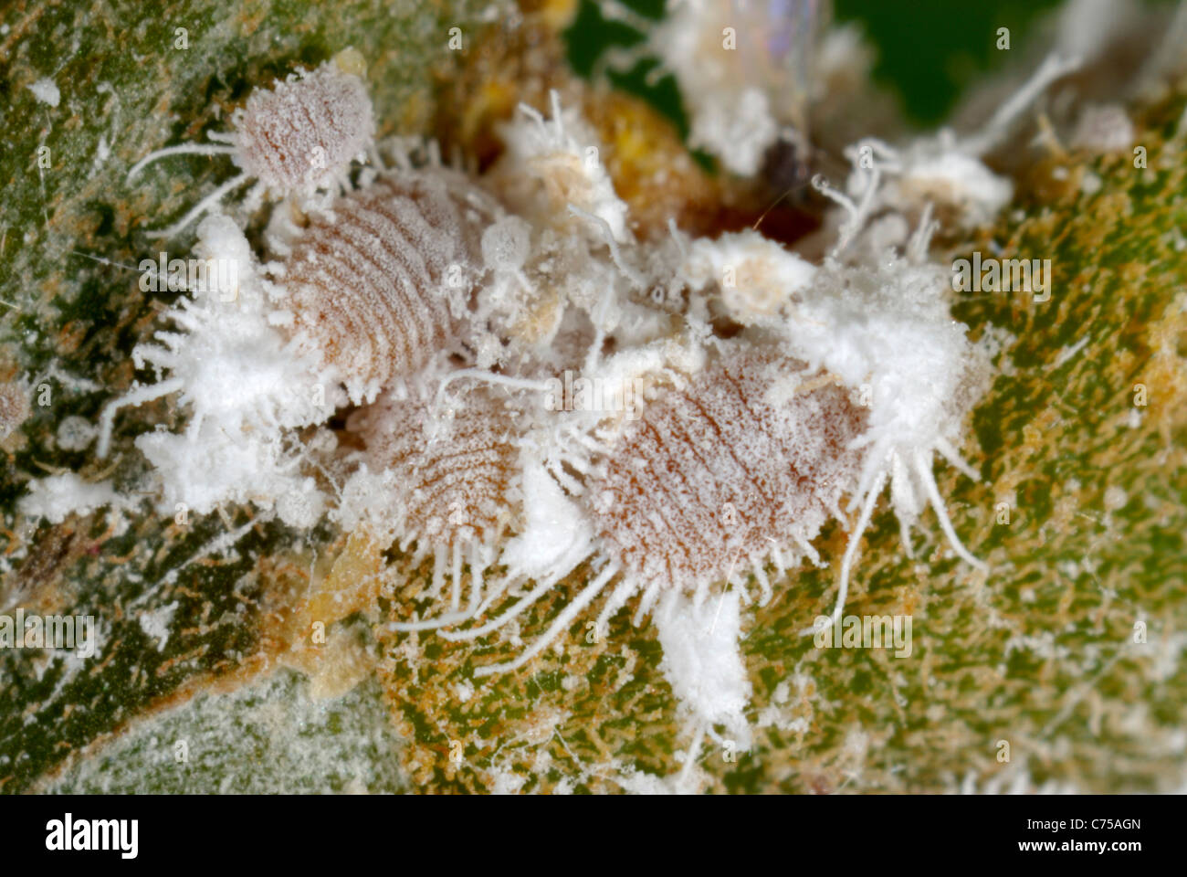 Mealybug pest insect hi-res stock photography and images - Alamy