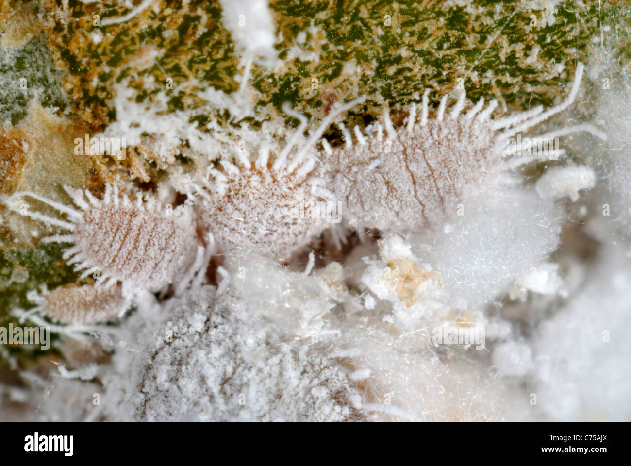 Pseudococcus hi-res stock photography and images - Alamy