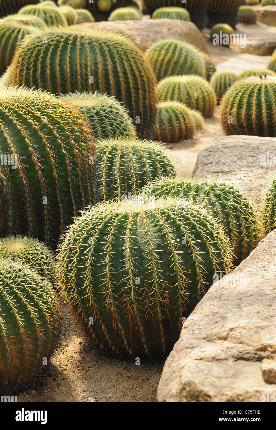 Ball shaped cacti in a desert Stock Photo - Alamy