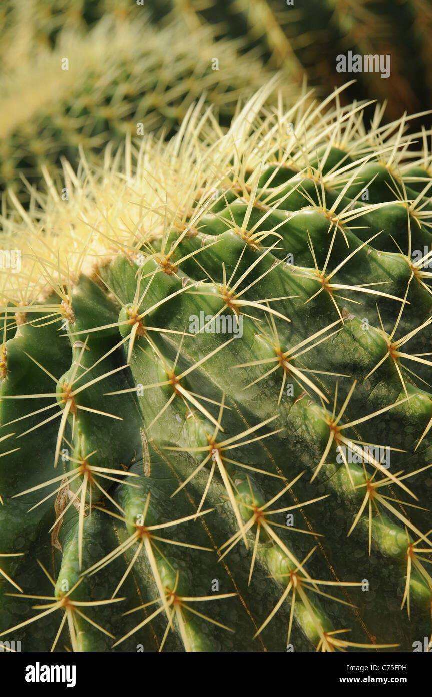 Ball cacti cactus spike spines hi-res stock photography and images - Alamy