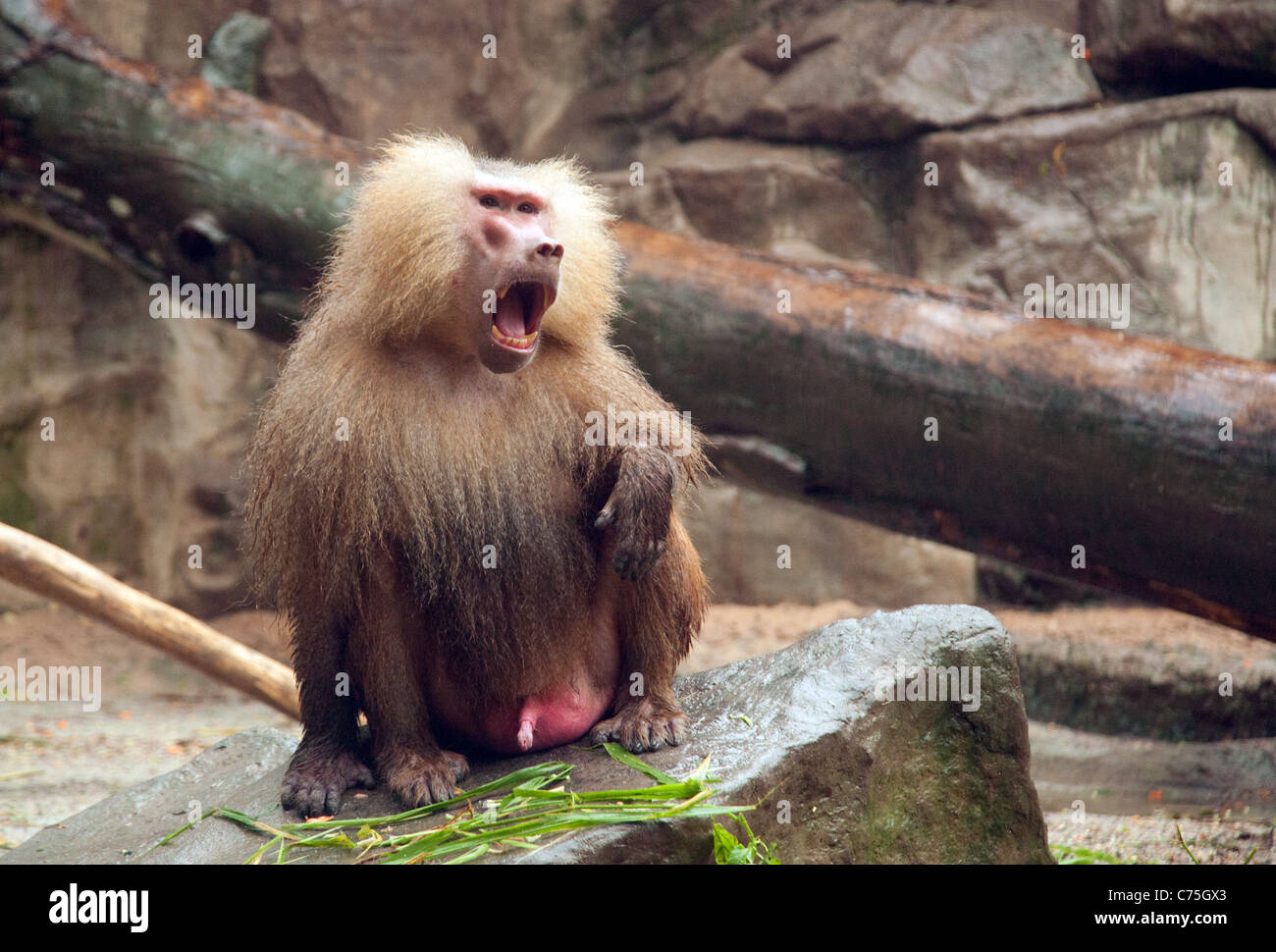 A male Hamadryas Baboon (Papio hamadryas) front view Singapore Zoo ...