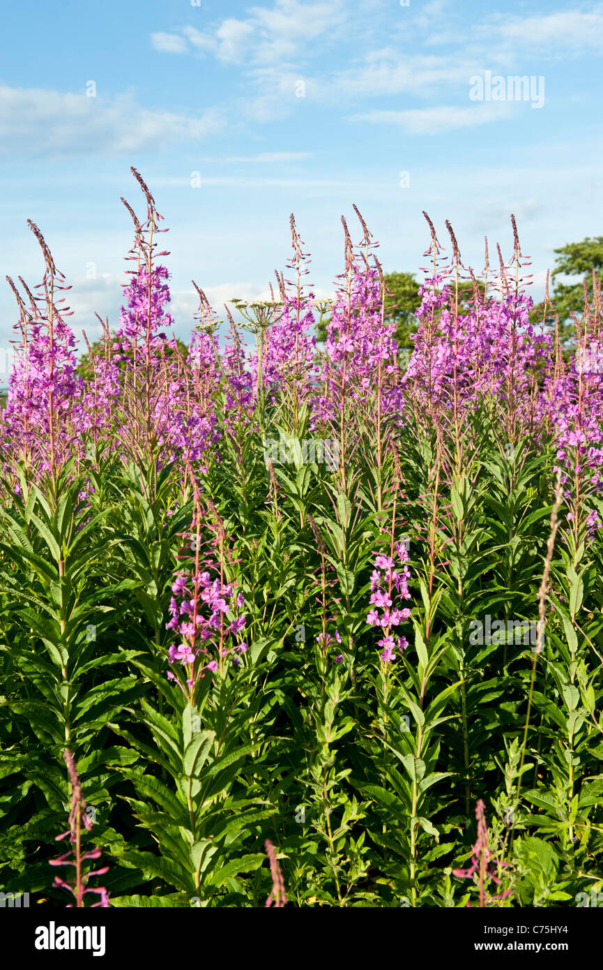 Rosebay willow herb hi-res stock photography and images - Alamy
