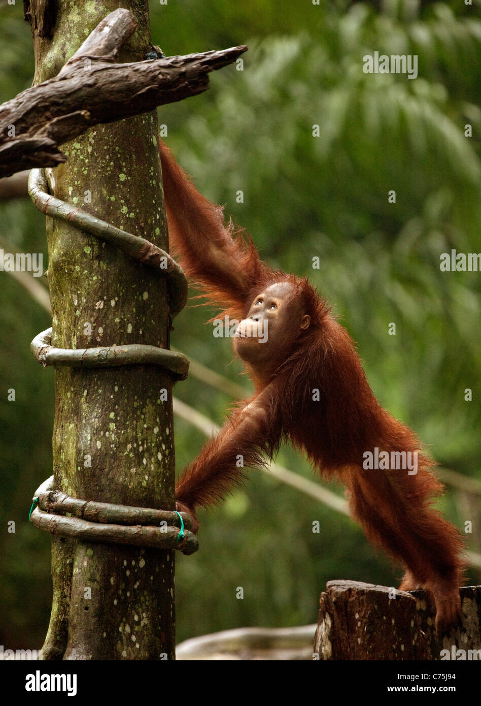 Singapore zoo orangutan hi-res stock photography and images - Alamy