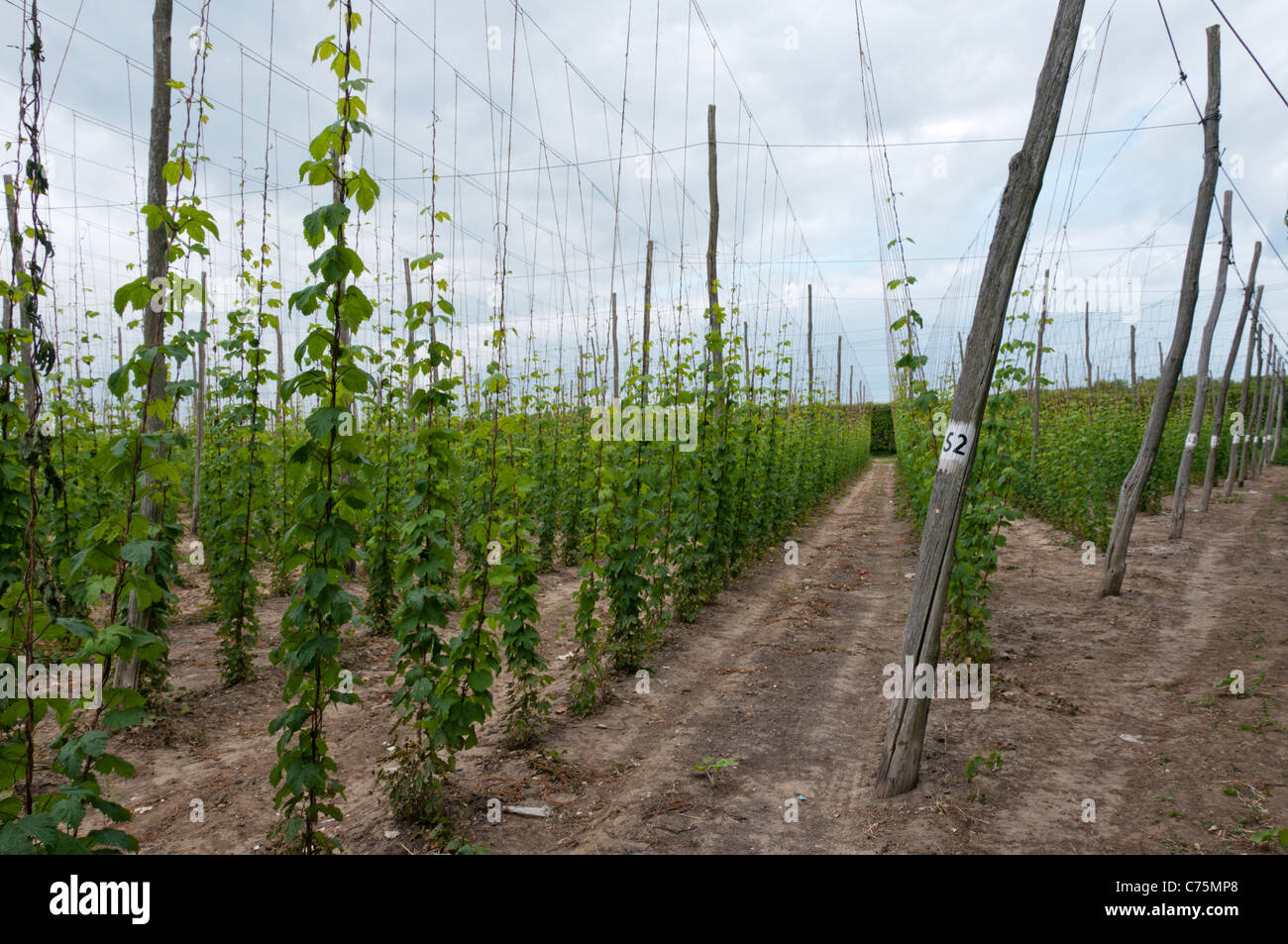 Hopfields hi-res stock photography and images - Alamy