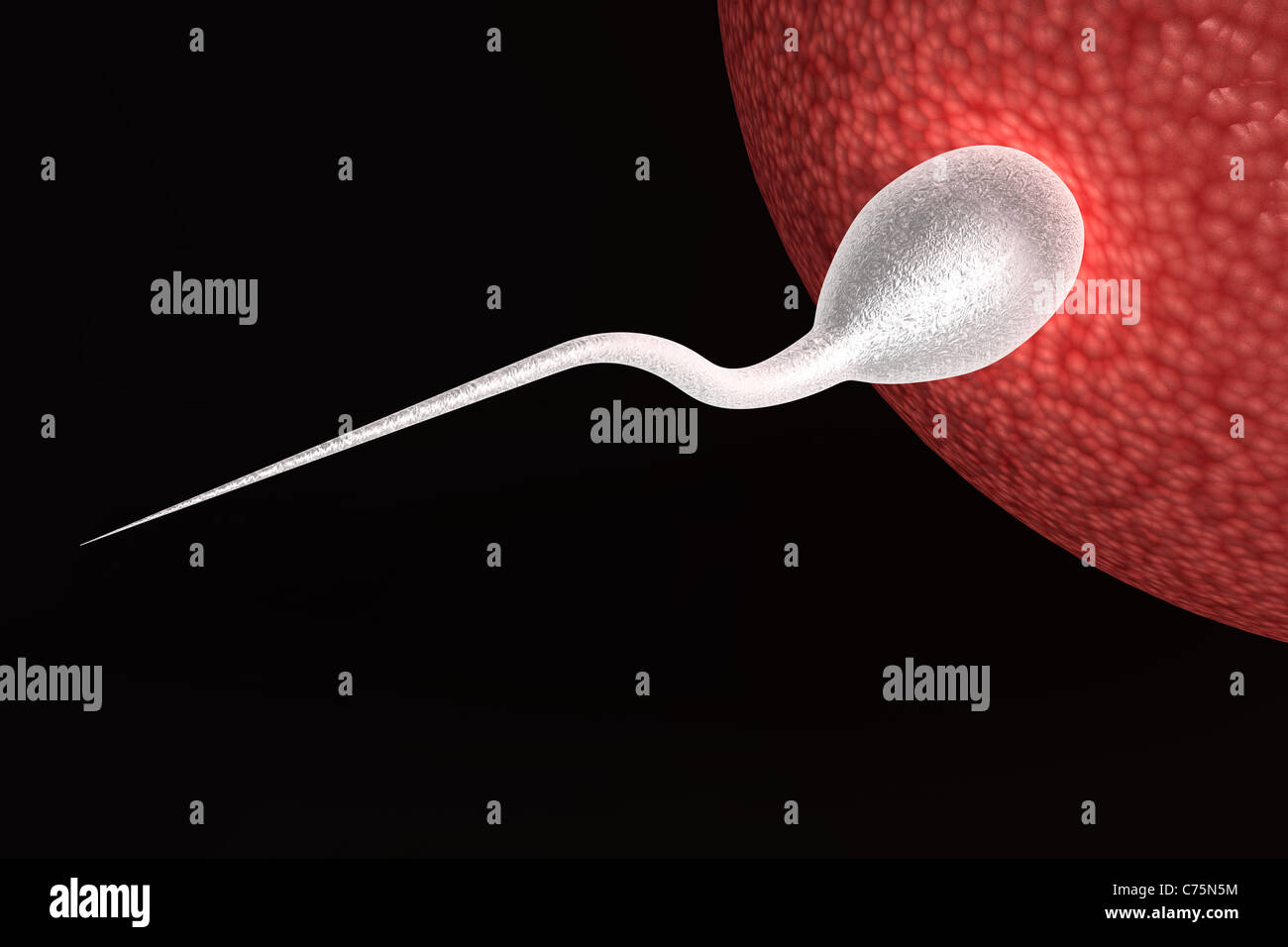Human sperm close to ovum isolated on black background Stock Photo - Alamy
