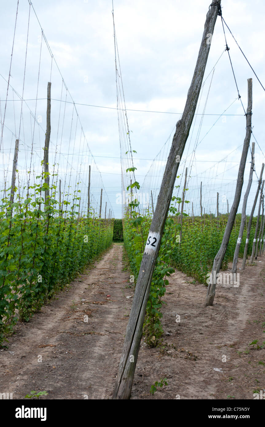 Hops on poles in a hop field in the Kent countryside Stock Photo - Alamy