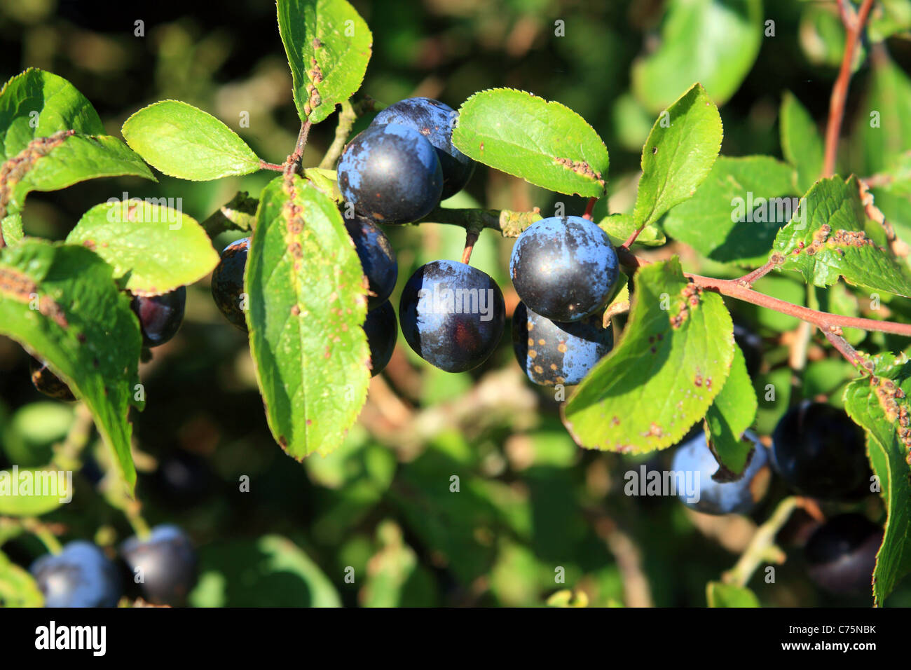 Bullace uk hi-res stock photography and images - Alamy