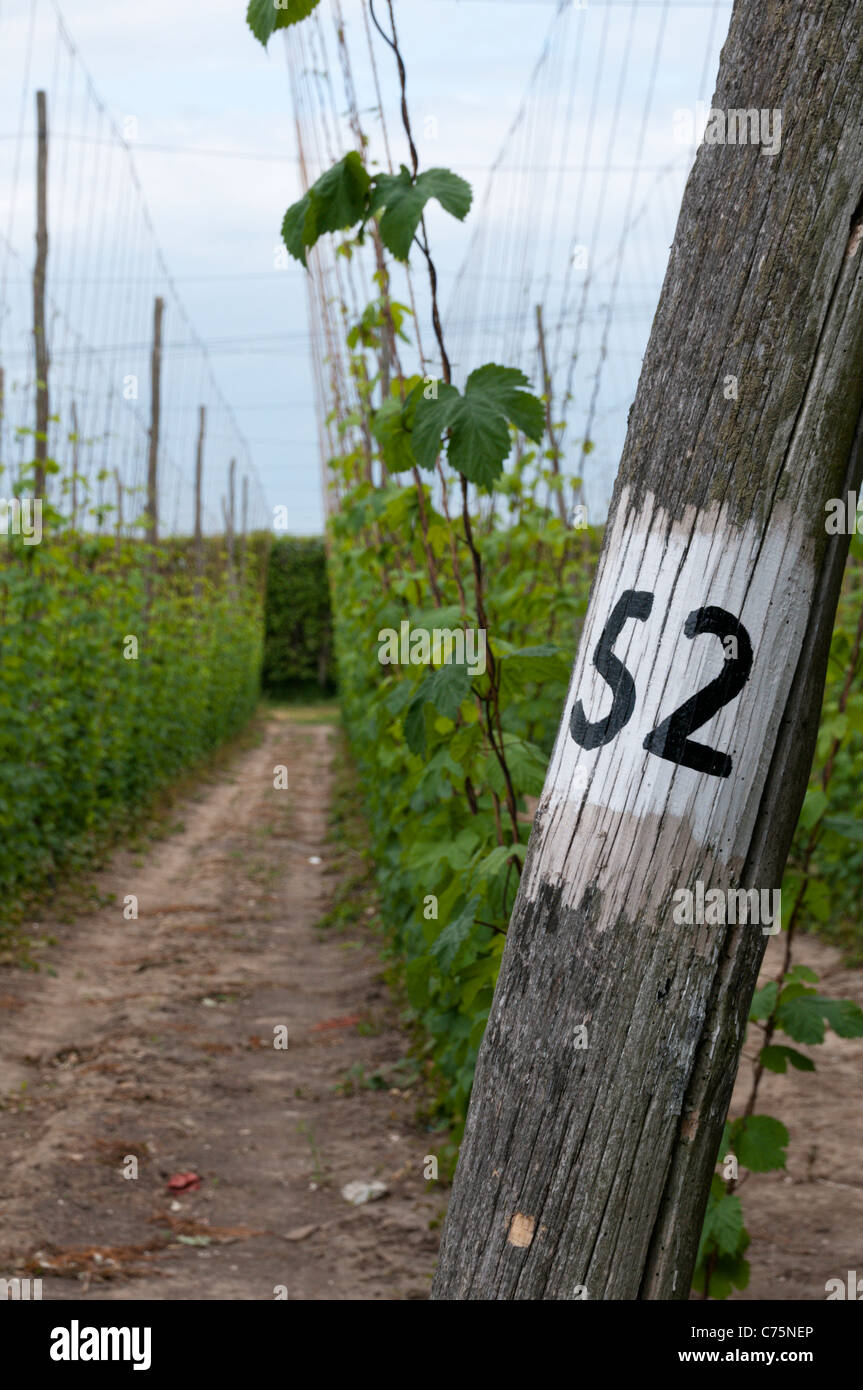 Hops hopfields hi-res stock photography and images - Alamy