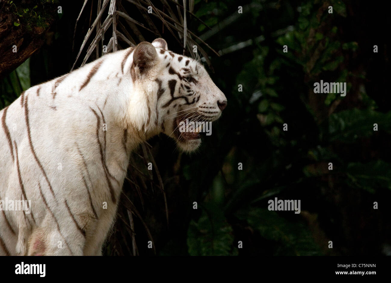 A white tiger sitting head and shoulders (Panthera Tigris) in Singapore ...