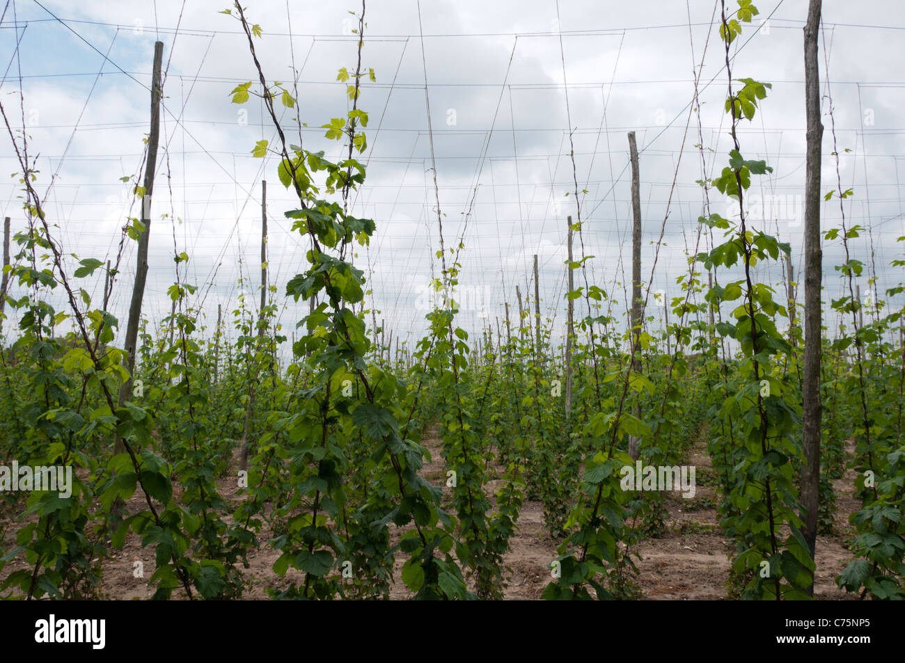 Hopfields hi-res stock photography and images - Alamy