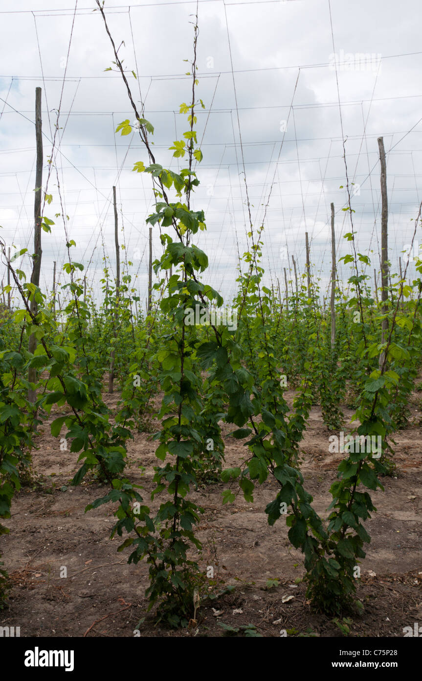 Hopfields Stock Photos & Hopfields Stock Images - Alamy
