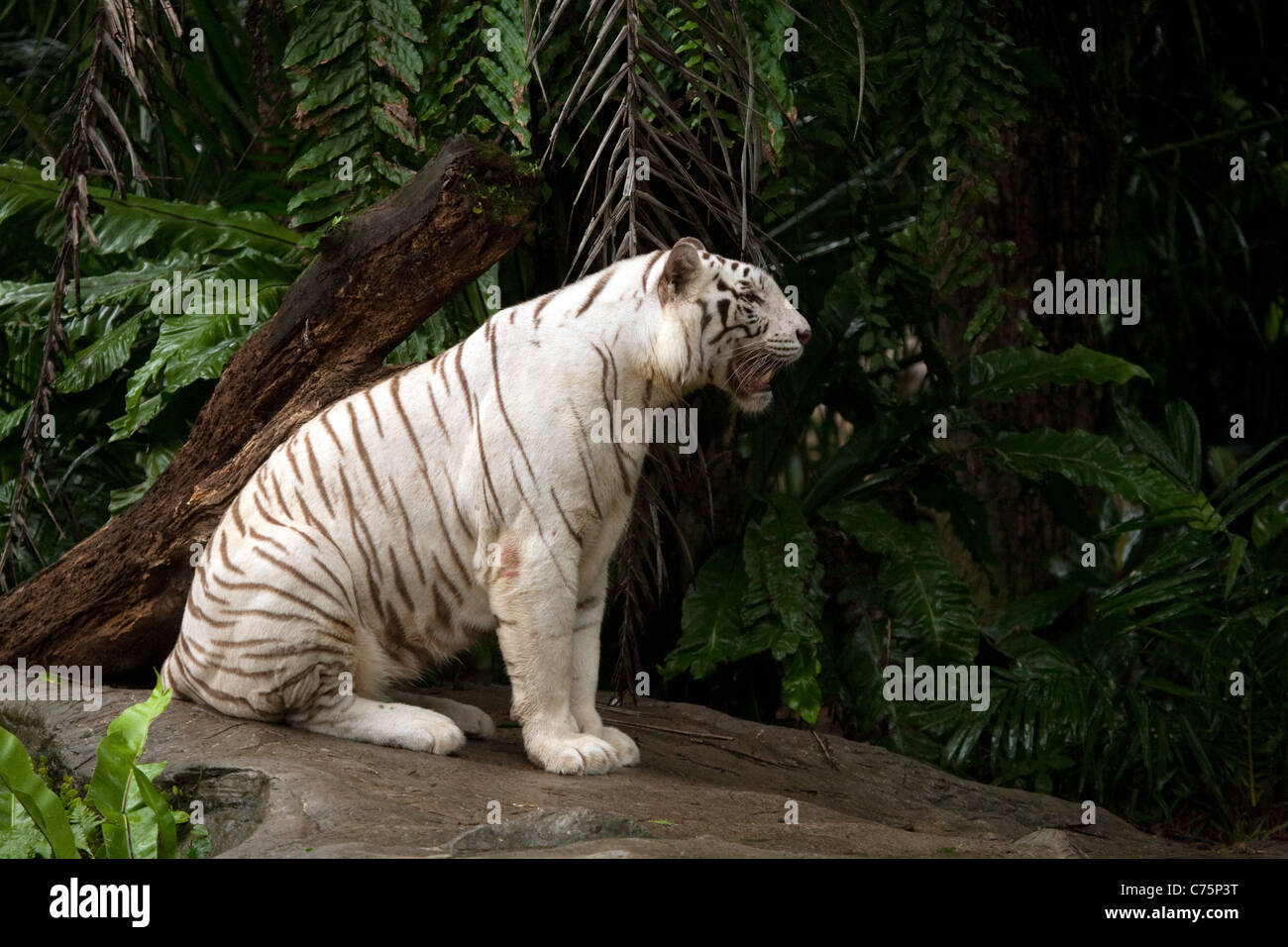 Tiger Sitting Side View