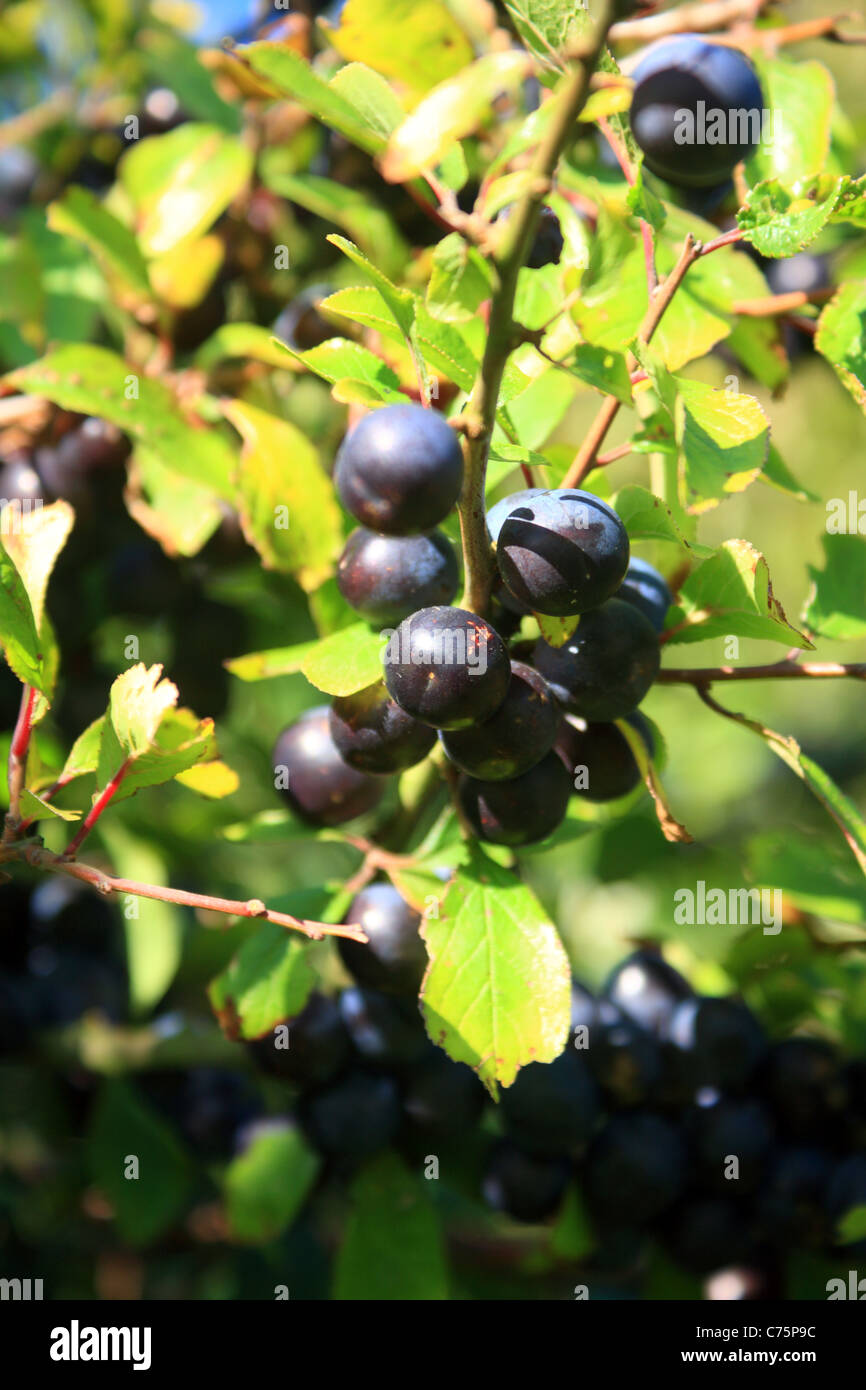 Bullace hi-res stock photography and images - Alamy