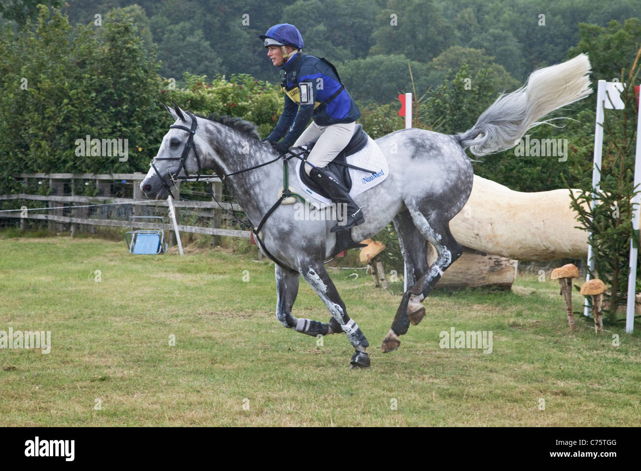 My silver lining horse hi-res stock photography and images - Alamy